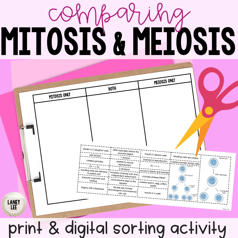 30 Meiosis Worksheet Answer Key Pdf SarenaEiddon