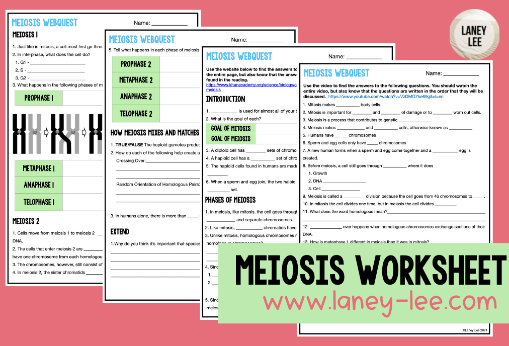 Meiosis Worksheet With Answers Laney Lee