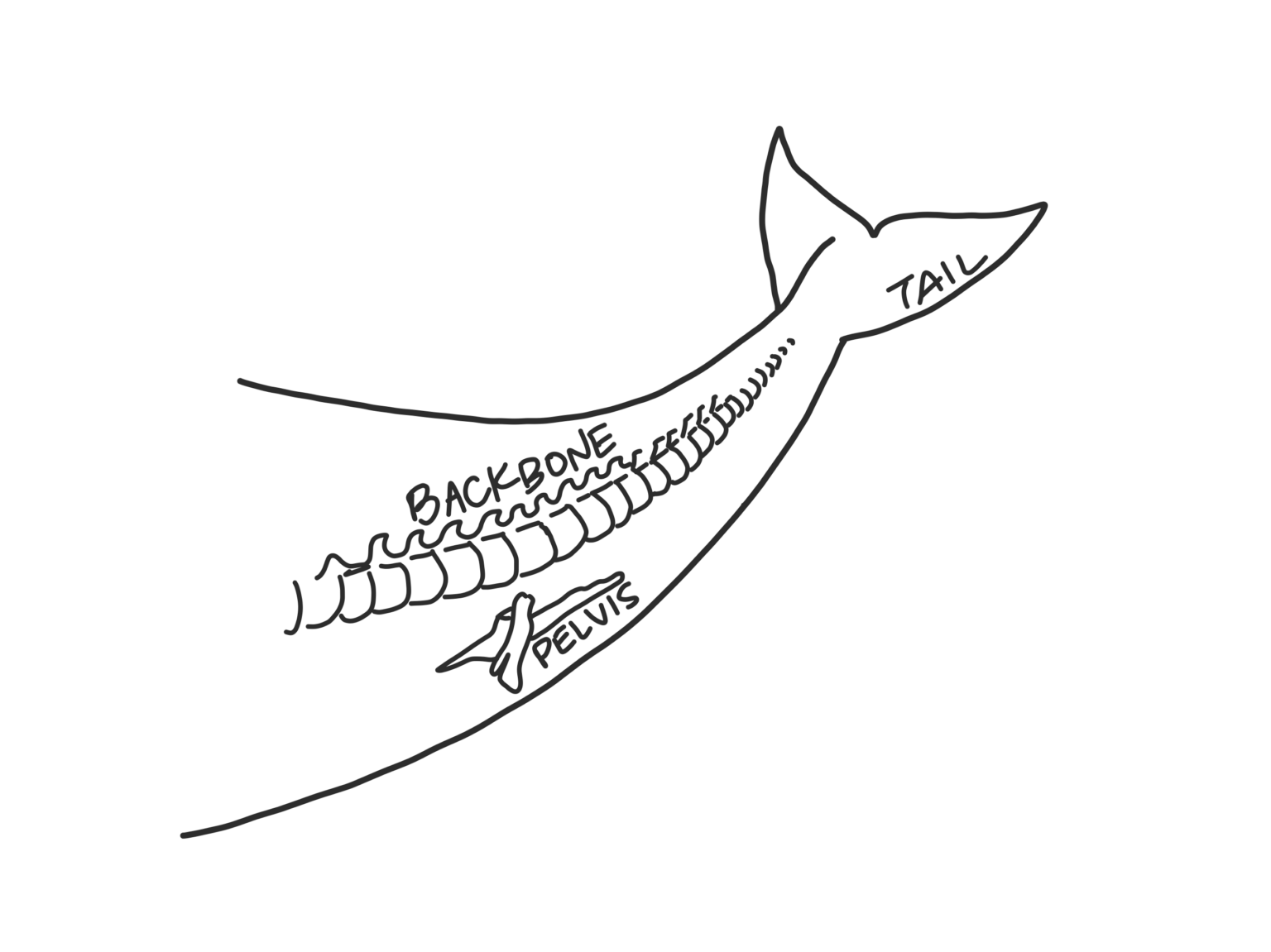 How Do Vestigial Structures Provide Evidence For Evolution Laney Lee