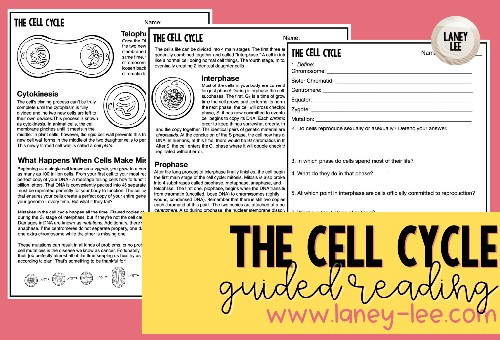 The Cell Cycle Coloring Worksheet Laney Lee